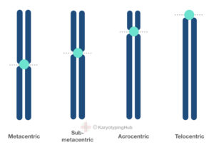 Metacentric, Acrocentric and Telocentric Chromosomes – KaryotypingHub