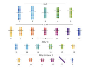 Preparing a Karyotype (Karyogram) in 5 Steps – KaryotypingHub