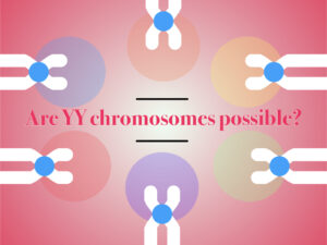 What is the Role of X and Y Chromosomes? – KaryotypingHub