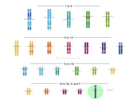 chromosome 1 missing